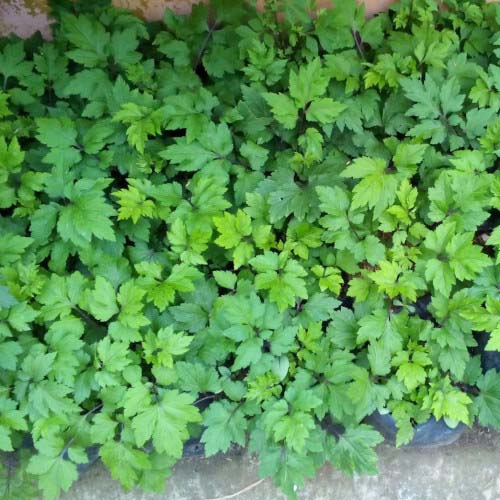 Kutus Kutus – Natural, Herbal oil for your health & well-being ...